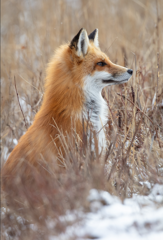"Vixen Headshots" by Steven Thompson 16x24 Framed Fox Nature ...
